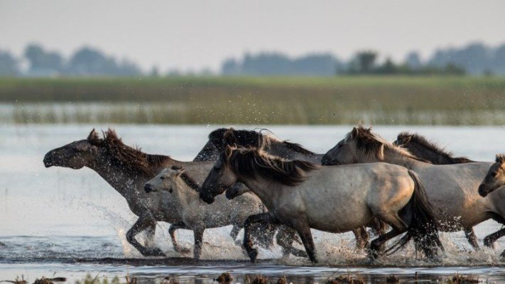 Pape Nature park - Pūķarags